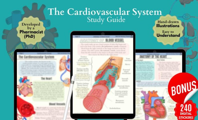 Cardiovascular System Notes, Cardiac Anatomy Study Guide, Heart Anatomy ...