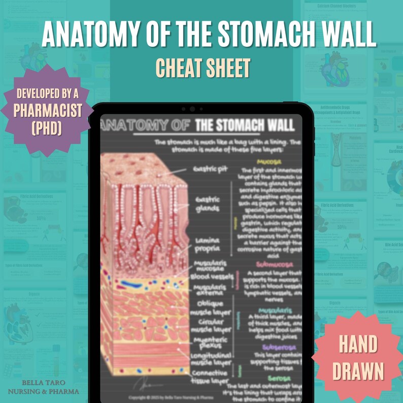 Stomach Anatomy Sheets | Hand-drawn Stomach Anatomy Charts | Gastroenterology Nurse | Dietitian ...