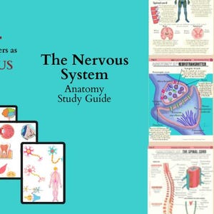 Nervous System & Brain Anatomy Nursing Notes, Hand-drawn Nursing ...