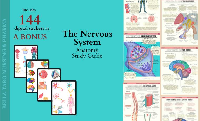 Nervous System & Brain Anatomy Nursing Notes, Hand-drawn Nursing ...