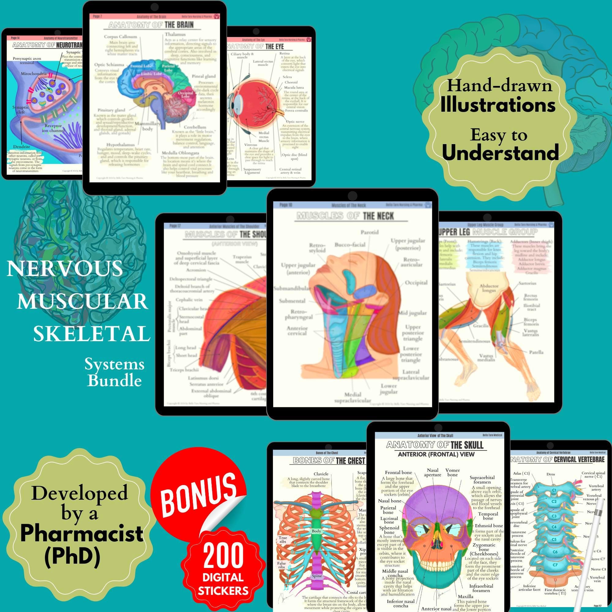 Muscular, Nervous, Skeletal Systems Anatomy Bundle | Hand-drawn ...