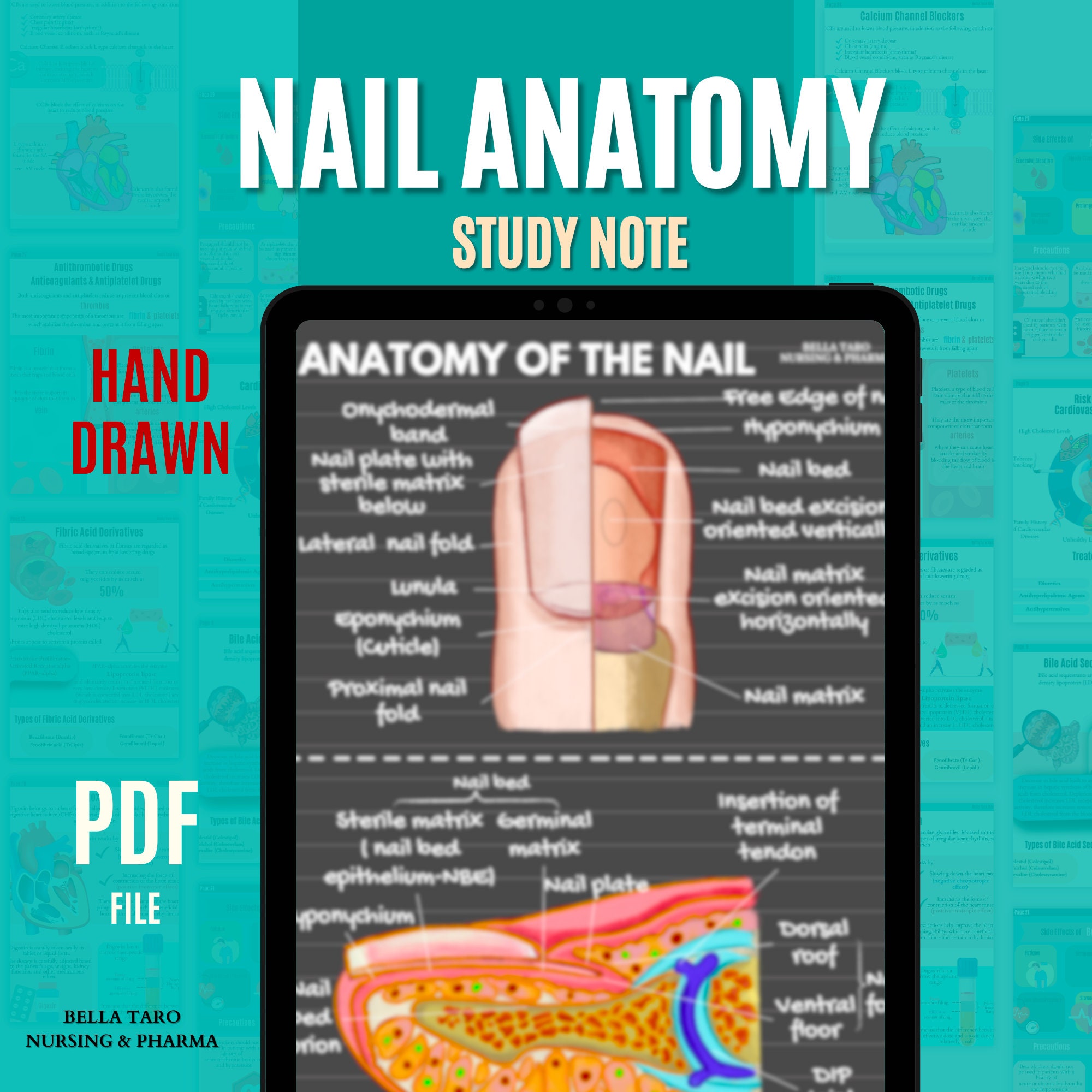 Anatomy of Nail Cheat Sheet | Hand-drawn Nail Anatomy Study Note | Nail ...