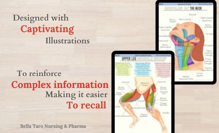 Muscular System Notes, Muscle Anatomy Study Guide, Include Major ...