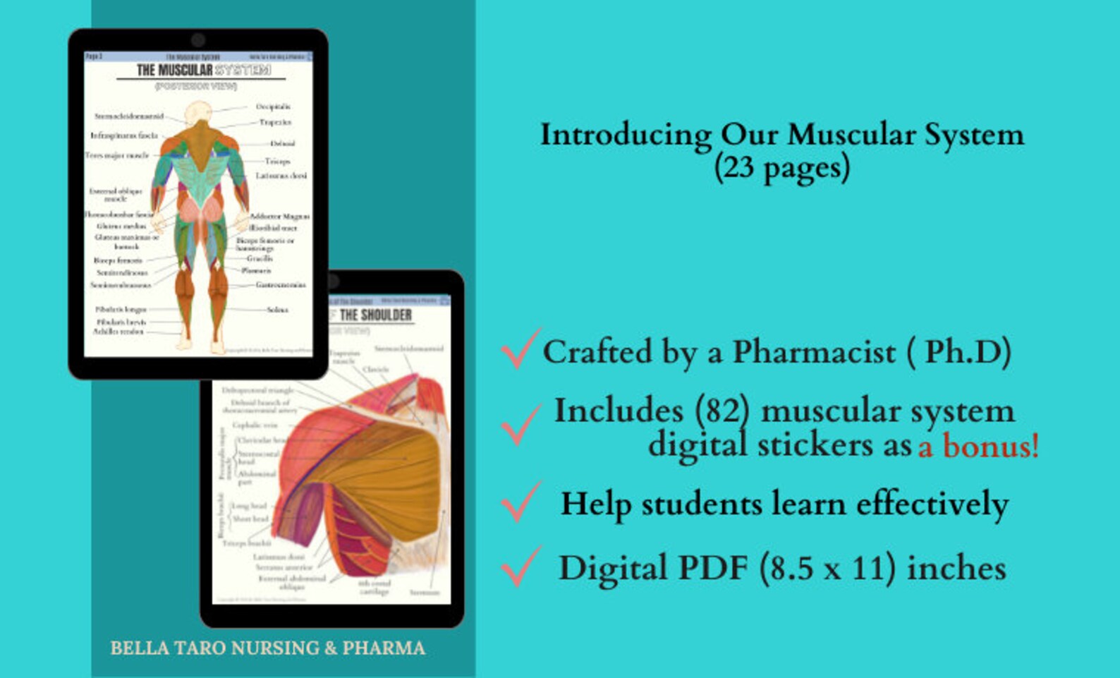 Muscular System Notes, Muscle Anatomy Study Guide, Include Major ...