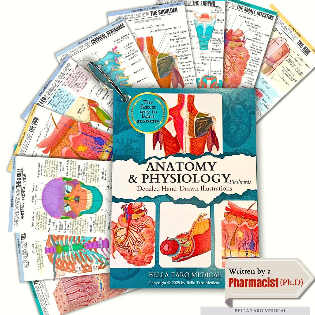 Hand-drawn Anatomy & Physiology Flashcards: Nursing/medical School ...