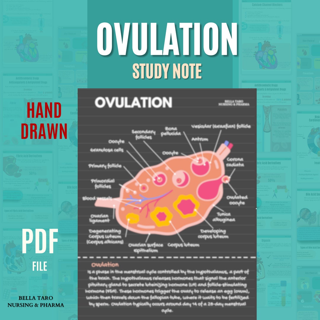 Ovulation Study Note: Female Reproduction Anatomy (PDF) - Etsy