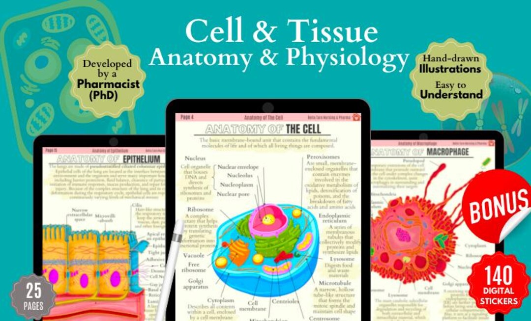 Cell & Tissue Anatomy Notes, Cell Anatomy Study Guide, Include Cell ...