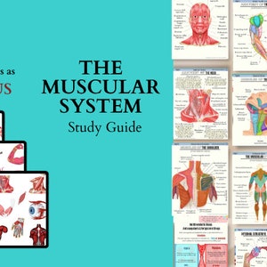 Muscular System Notes, Muscle Anatomy Study Guide, Include Major ...