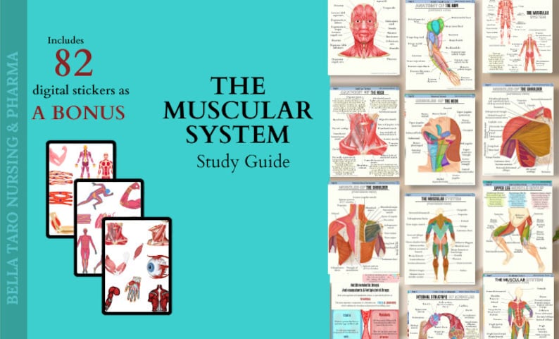 Muscular System Notes, Muscle Anatomy Study Guide, Include Major ...