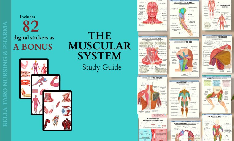 Muscular System Notes, Muscle Anatomy Study Guide, Include Major ...