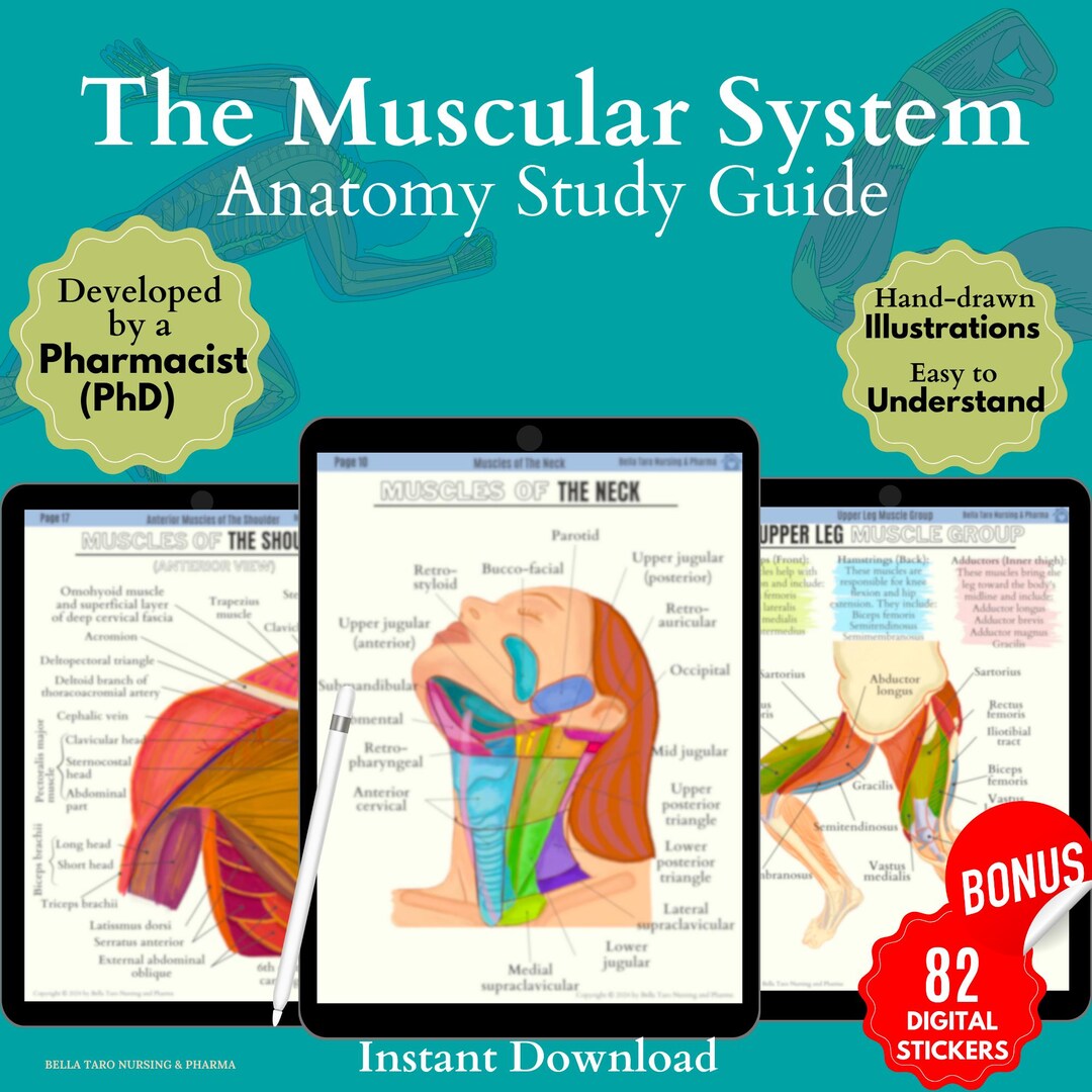 Muscular System Notes, Muscle Anatomy Study Guide, Include Major ...