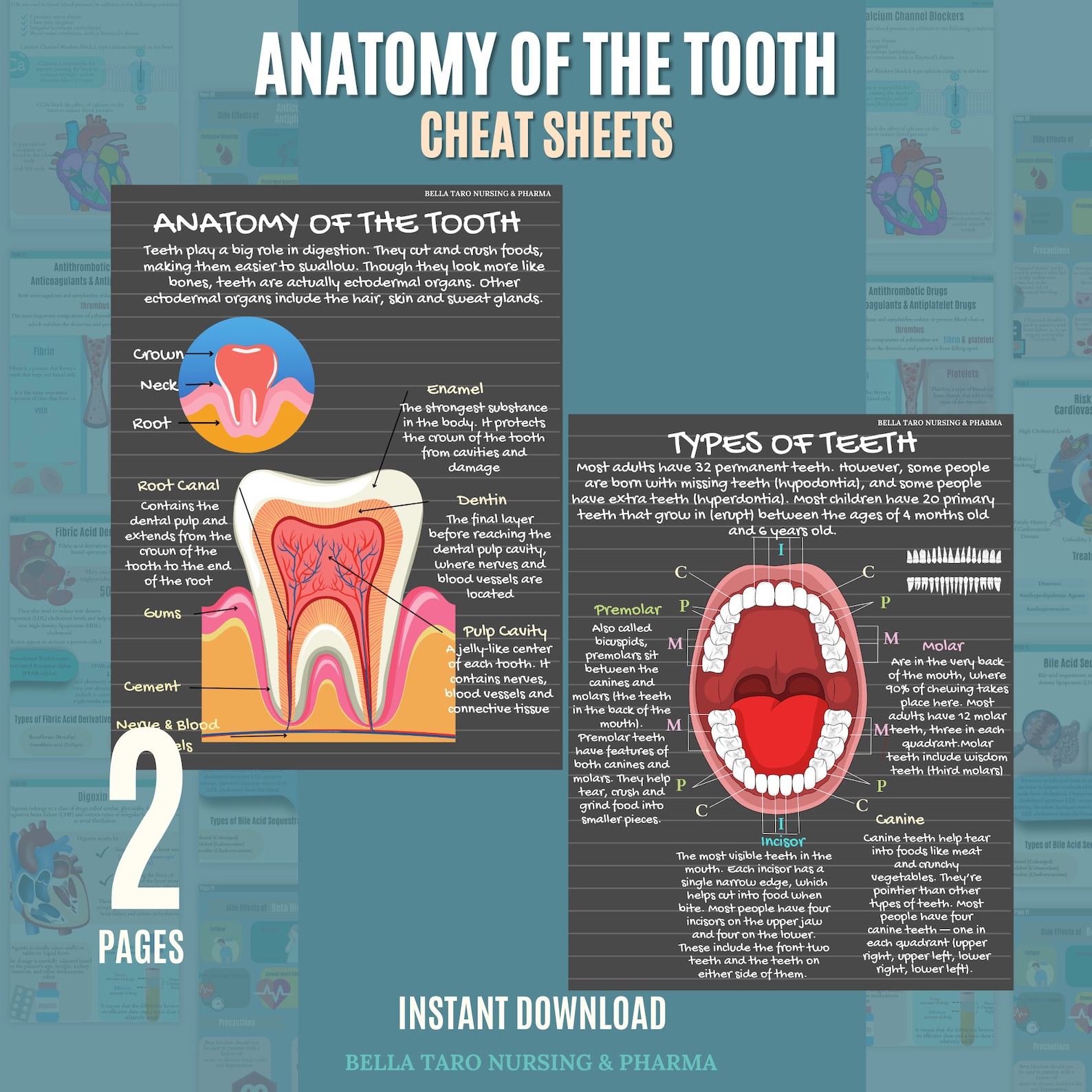 Anatomy of the Tooth Sheets | Dental Periodontal Chart | Dental Hygiene ...