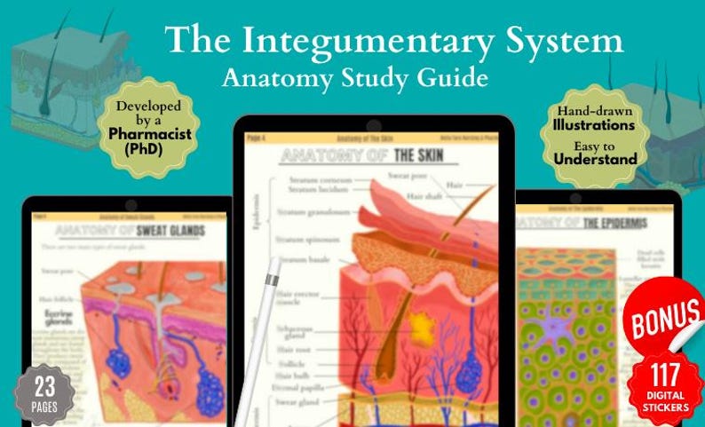 Skin Anatomy: Hand-drawn Human Integumentary System Bundle, BONUS FREE ...