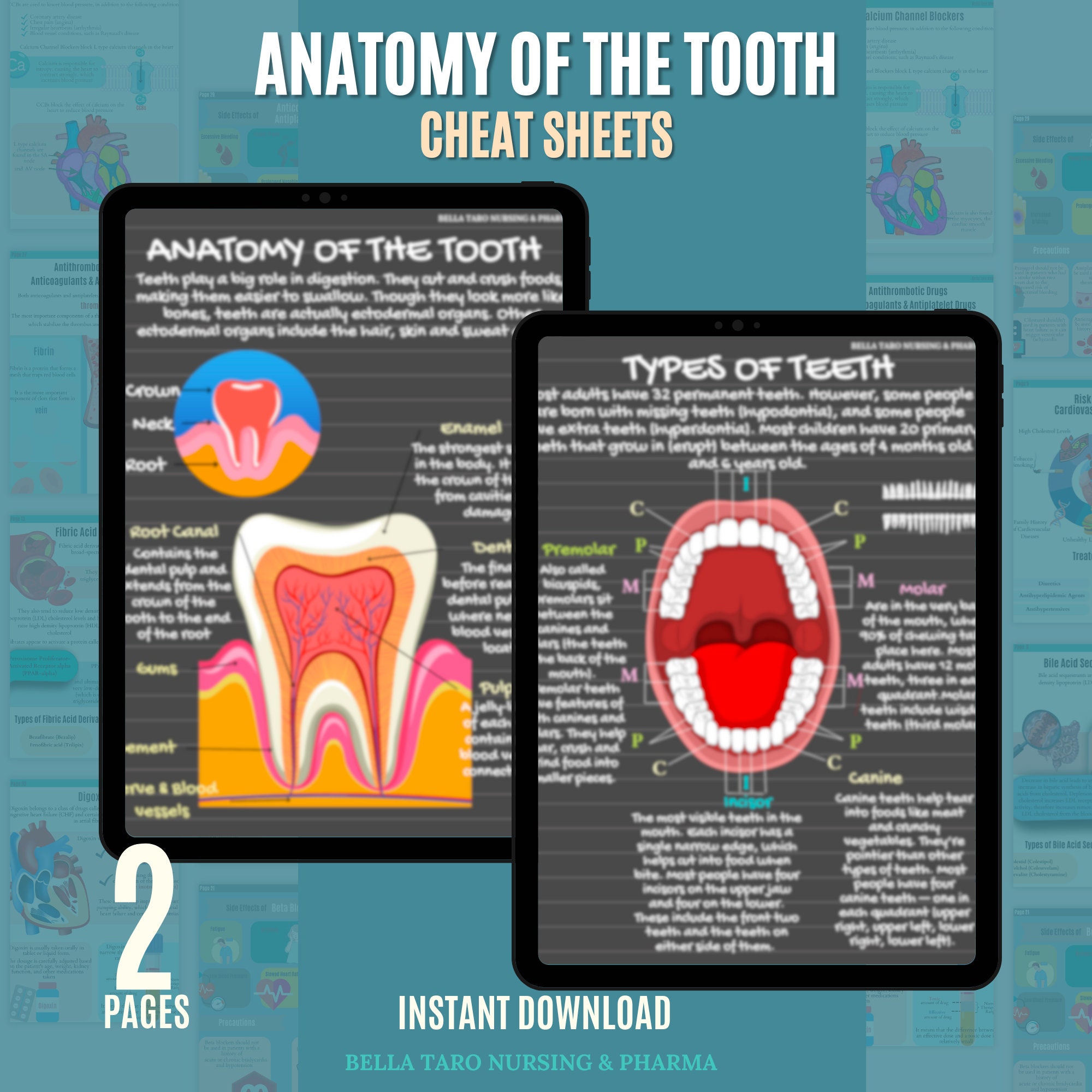 Anatomy of the Tooth Sheets | Dental Periodontal Chart | Dental Hygiene ...