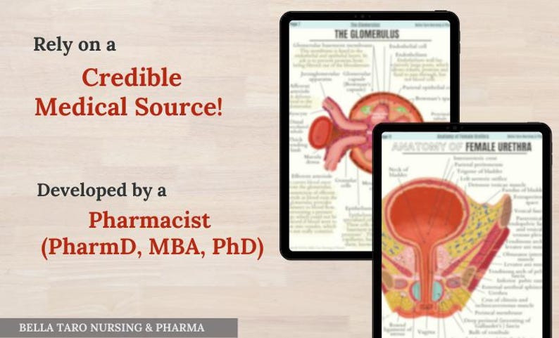 Urinary System Anatomy Notes, Hand-drawn Renal System Anatomy Study ...