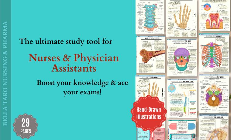 Skull & Skeletal System Anatomy Study Guide Bundle | Intro to Anatomy ...