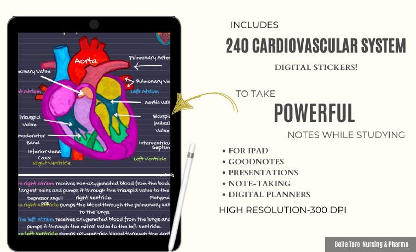 Cardiovascular System Notes, Cardiac Anatomy Study Guide, Heart Anatomy ...