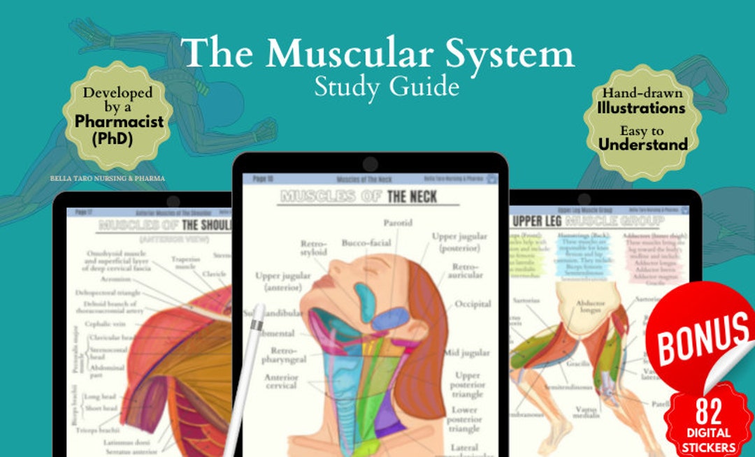 Muscular System Notes, Muscle Anatomy Study Guide, Include Major ...