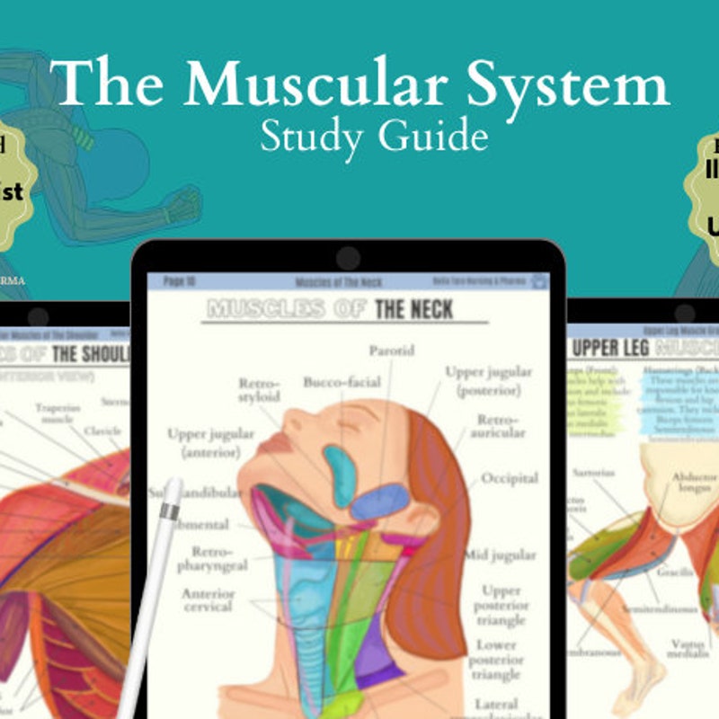 Muscle Anatomy - Etsy