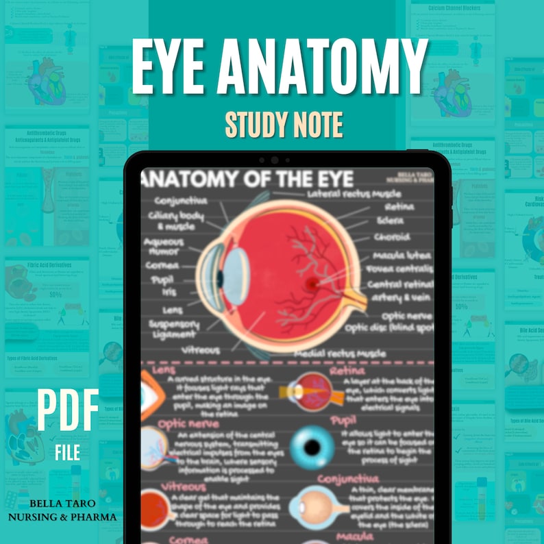Eye Anatomy Study Note: Biology, Pharmacology, Nursing (PDF File) - Etsy
