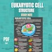 Cell Organelles Study Note | Biology Notes Cheat Sheet | Cell Anatomy ...