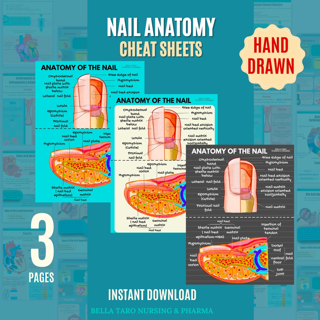 Anatomy of Nail Cheat Sheet | Hand-drawn Nail Anatomy Study Note | Nail ...