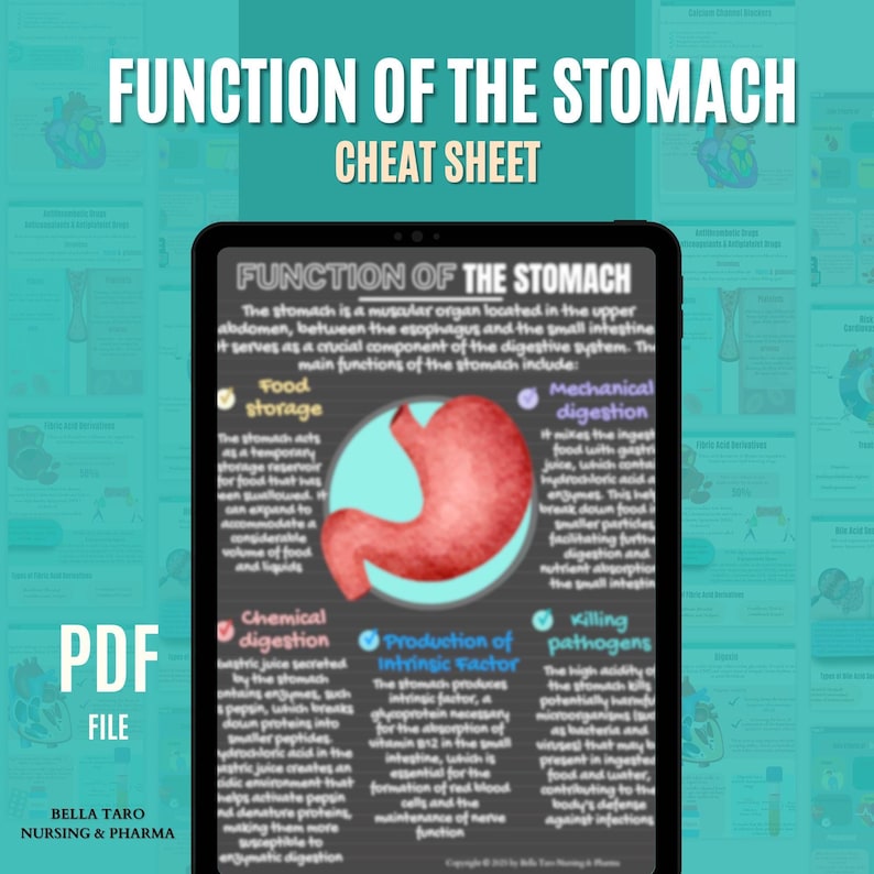 Structure of the Stomach Sheets | Hand-drawn Stomach Anatomy Diagram| Function of the Stomach ...