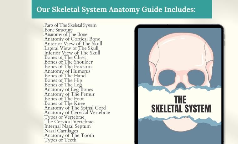 Skull & Skeletal System Anatomy Study Guide Bundle | Intro to Anatomy ...