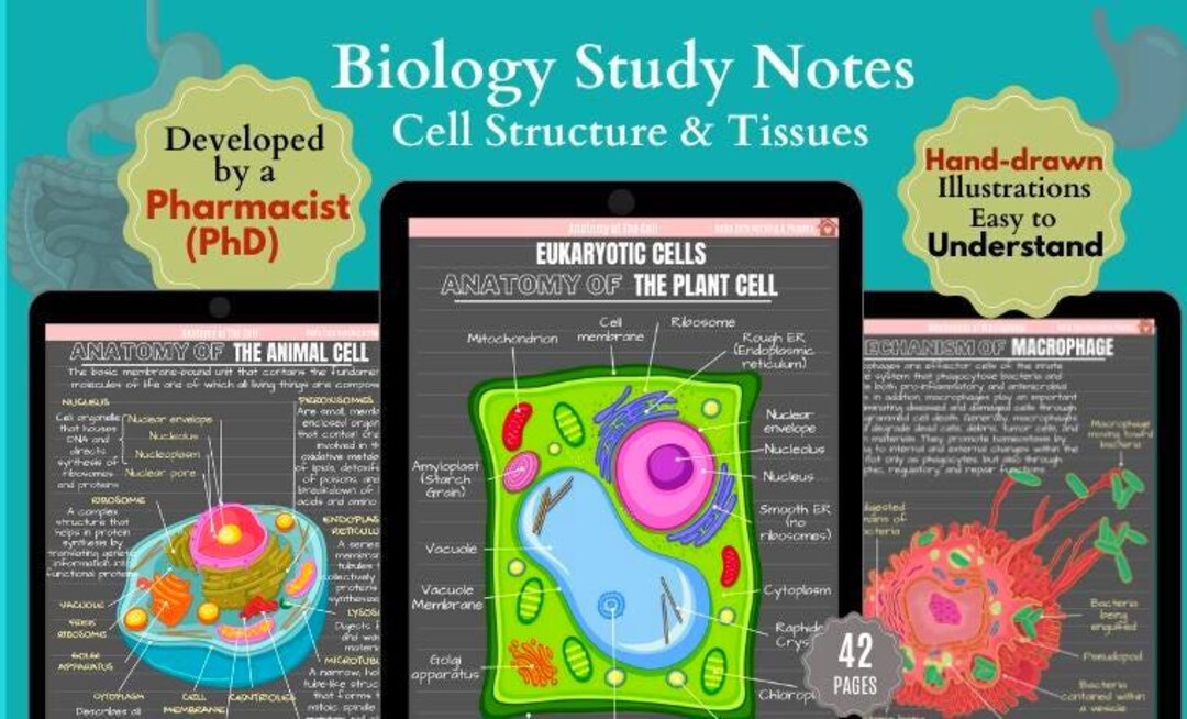 Cell Anatomy Flashcards: Eukaryotic & Prokaryotic Cells | Cell ...