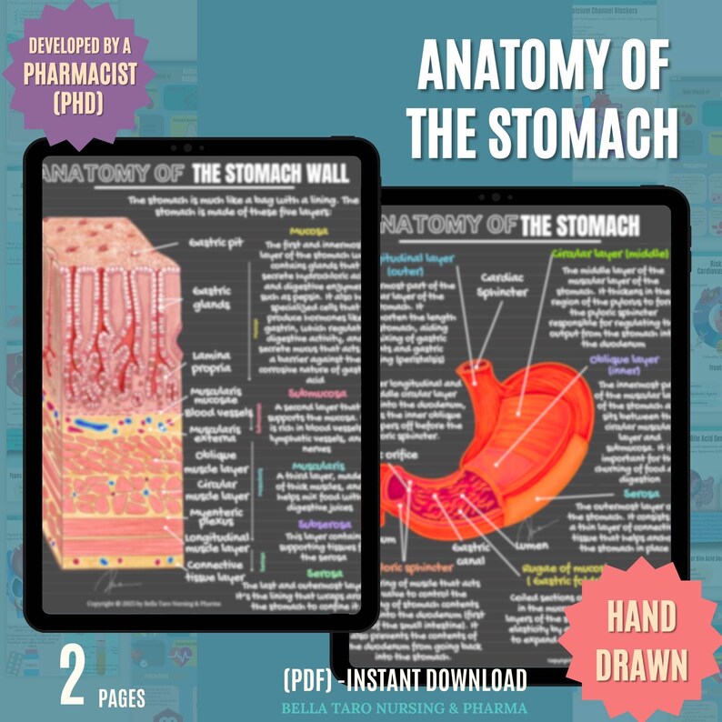 Stomach Anatomy Sheets | Hand-drawn Stomach Anatomy Charts | Gastroenterology Nurse | Dietitian ...