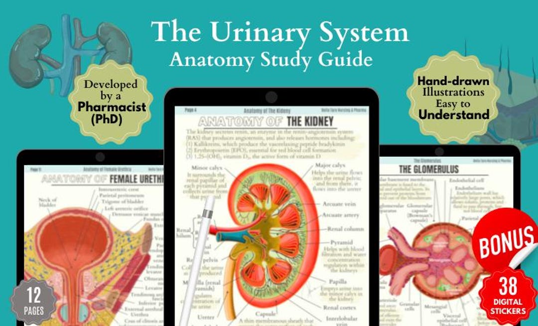 Urinary System Anatomy Notes, Hand-drawn Renal System Anatomy Study ...