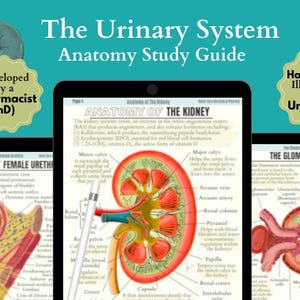 Urinary System Anatomy Notes, Hand-drawn Renal System Anatomy Study ...