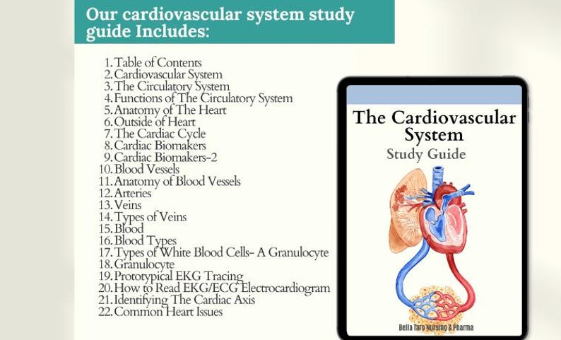 Cardiovascular System Notes, Cardiac Anatomy Study Guide, Heart Anatomy ...
