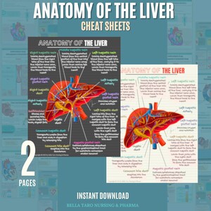 Human Liver Anatomy Sheets, Hand-drawn Anatomy of Liver Charts ...