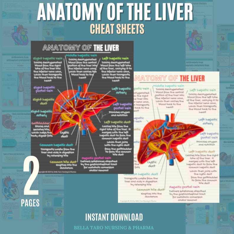 Human Liver Anatomy Sheets, Hand-drawn Anatomy of Liver Charts ...