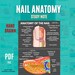 Anatomy of Nail Cheat Sheet | Hand-drawn Nail Anatomy Study Note | Nail ...