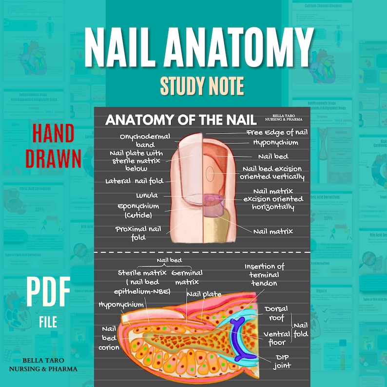 Anatomy of Nail Cheat Sheet | Hand-drawn Nail Anatomy Study Note | Nail ...