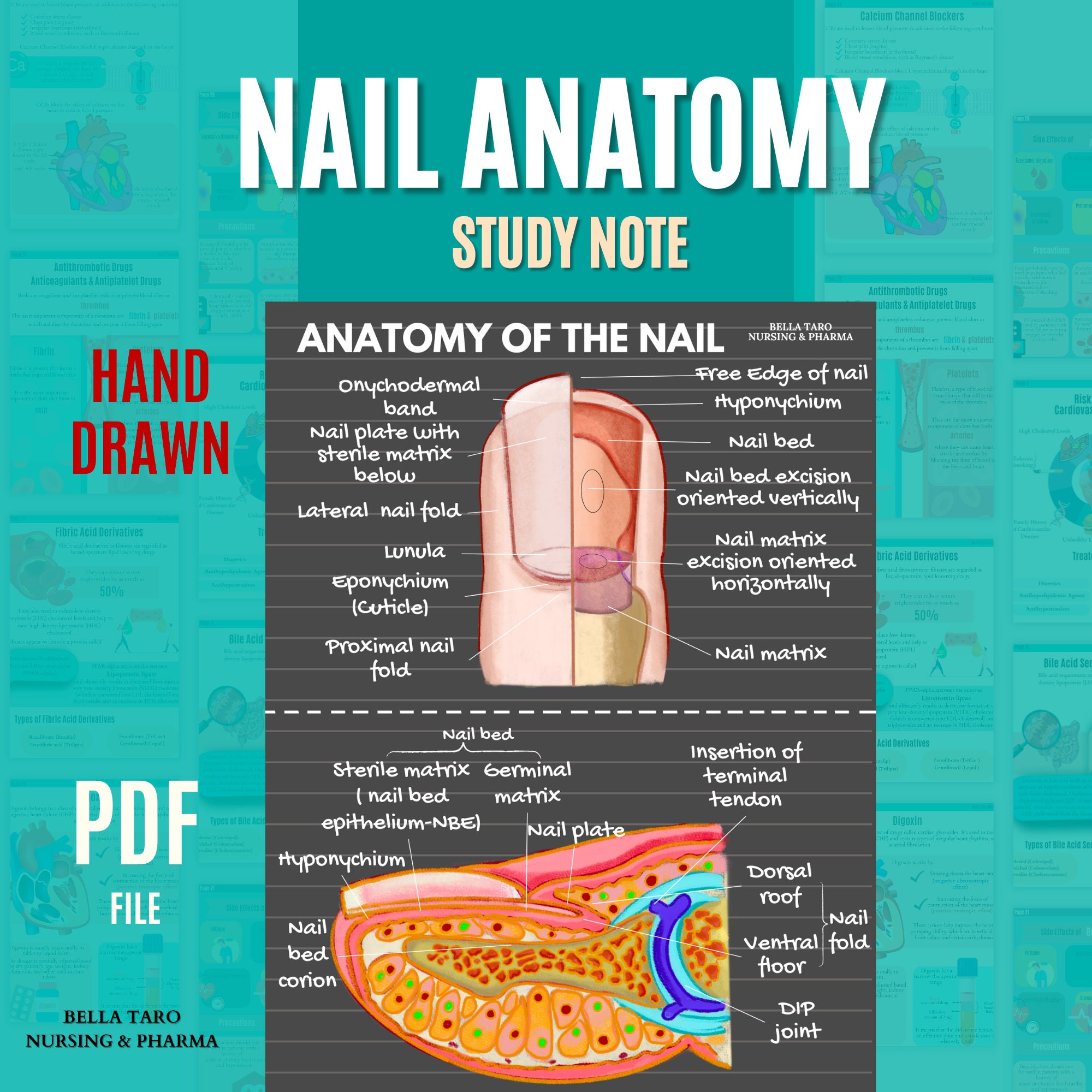 Anatomy of Nail Cheat Sheet | Hand-drawn Nail Anatomy Study Note | Nail ...
