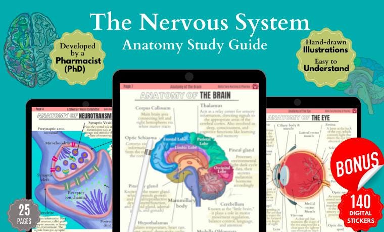 Nervous System & Brain Anatomy Nursing Notes, Hand-drawn Nursing ...