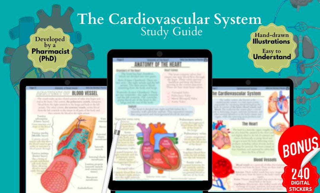 Cardiovascular System Notes, Cardiac Anatomy Study Guide, Heart Anatomy ...