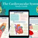 Cardiovascular System Notes, Cardiac Anatomy Study Guide, Heart Anatomy ...