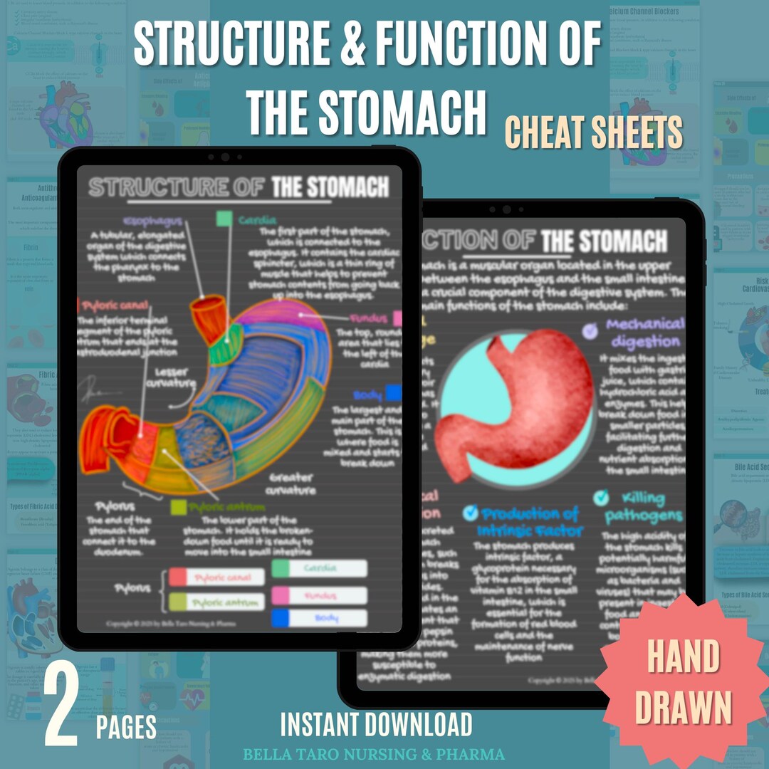 Digestive System Anatomy Cheat Sheet | Printable Stomach Anatomy Diagram: Hand-drawn Digestive ...