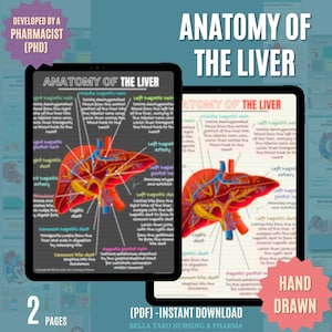 Human Liver Anatomy Sheets, Hand-drawn Anatomy of Liver Charts ...