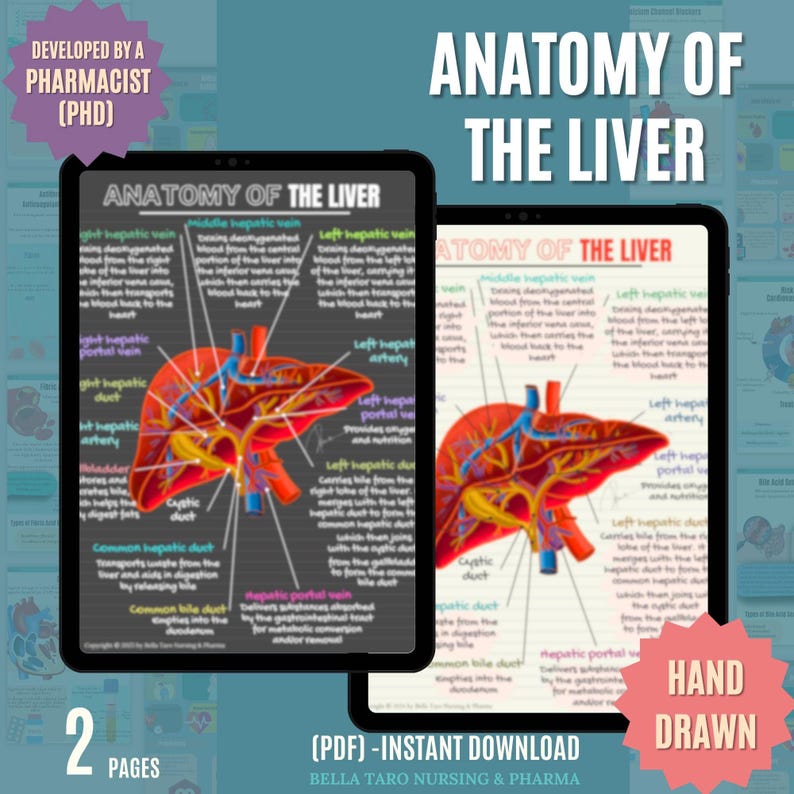 Human Liver Anatomy Sheets, Hand-drawn Anatomy of Liver Charts ...