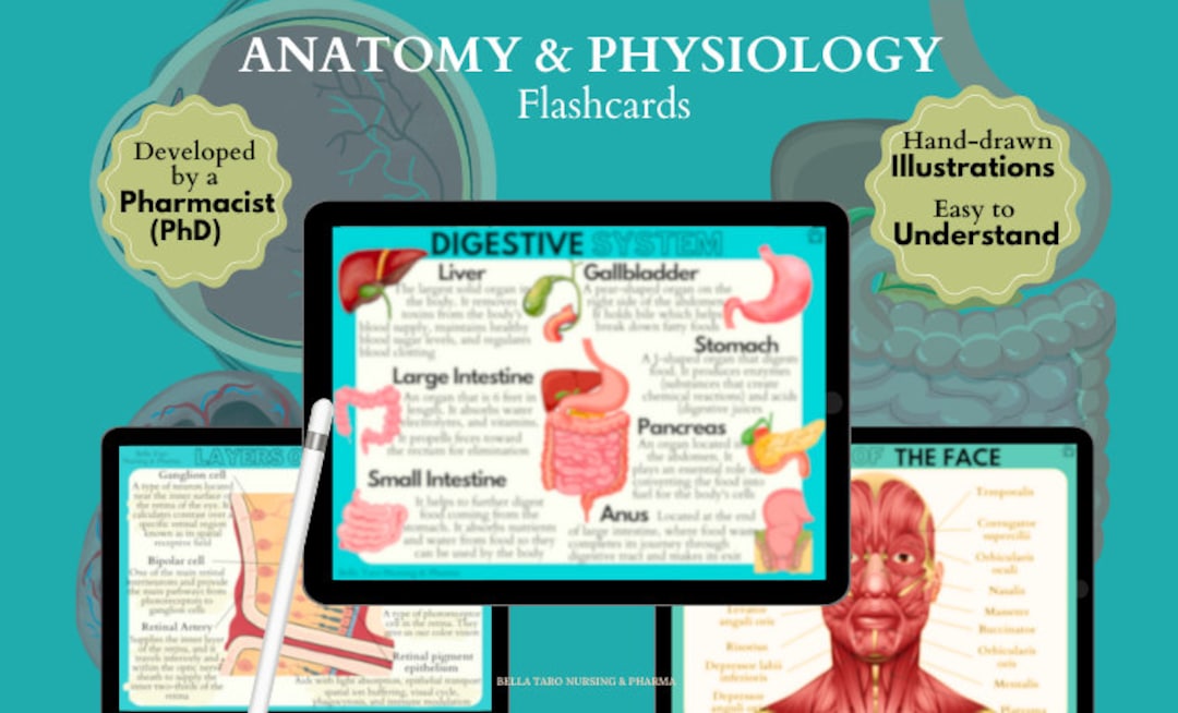 Anatomy & Physiology Flashcards | Anatomy Study Guide | Nursing School ...