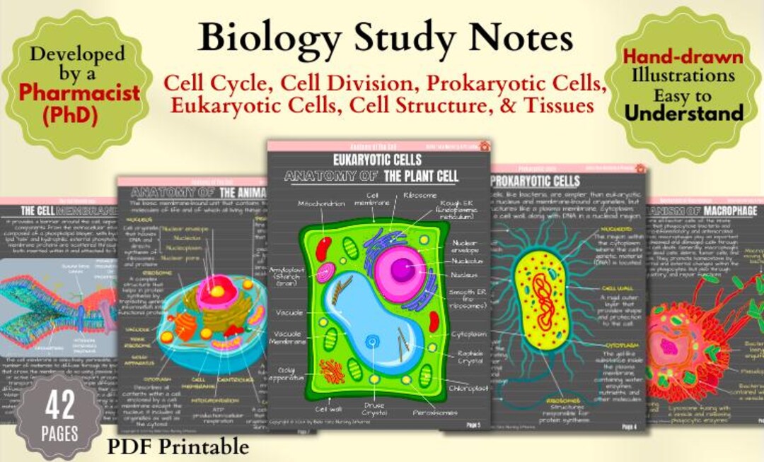 Cell Structure & Organelles Anatomy Flashcards | Eukaryotic Prokaryotic ...