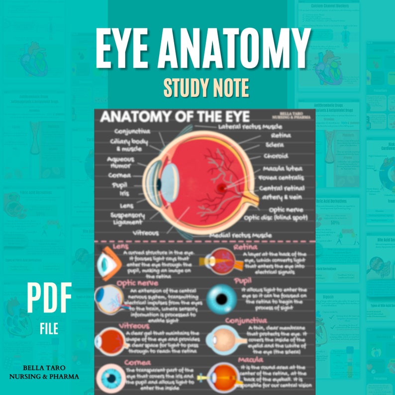Eye Anatomy Study Note: Biology, Pharmacology, Nursing (PDF File) - Etsy
