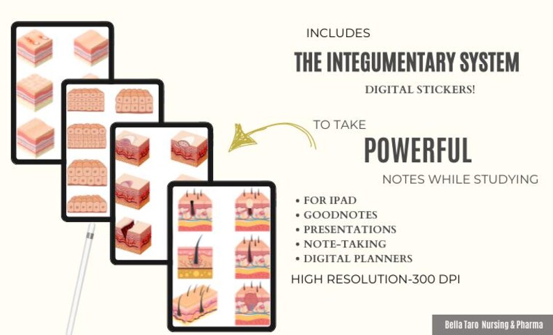 Skin Anatomy: Hand-drawn Human Integumentary System Bundle, BONUS FREE ...