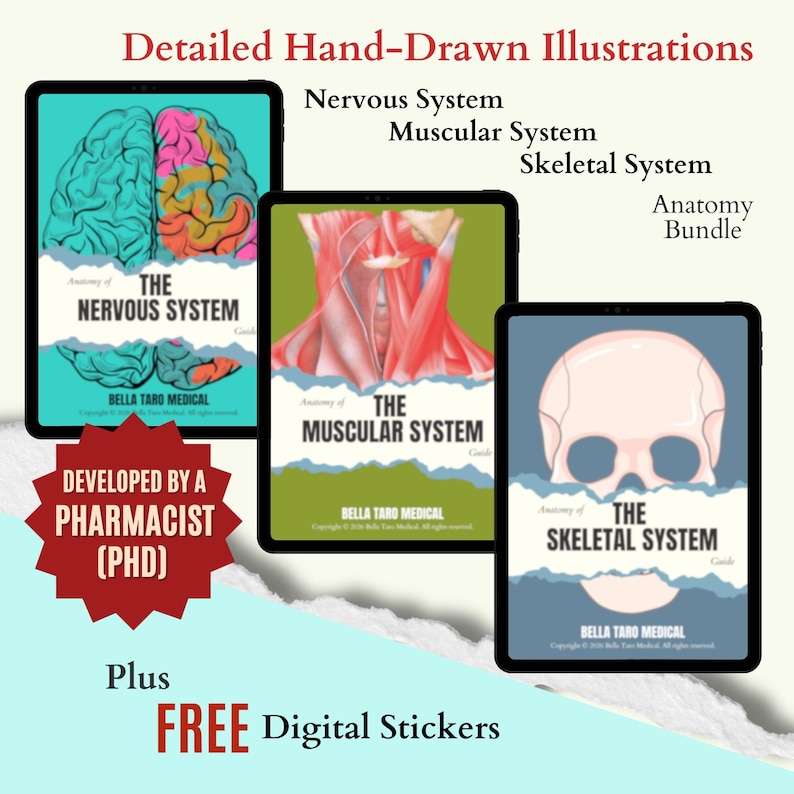 Muscular, Nervous, Skeletal Systems Anatomy Bundle | Hand-drawn ...