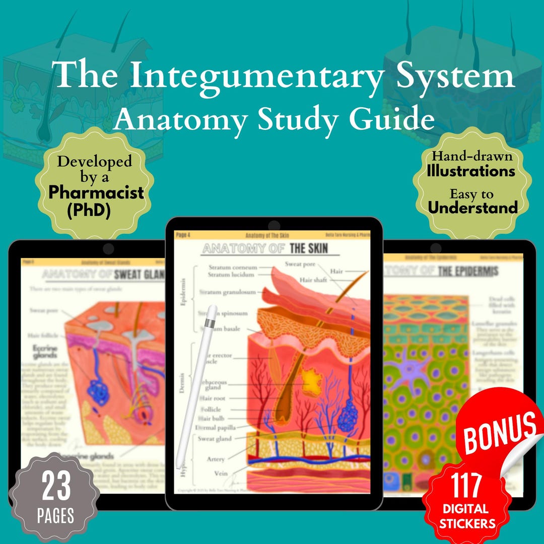 Skin Anatomy: Hand-drawn Human Integumentary System Bundle, BONUS FREE ...
